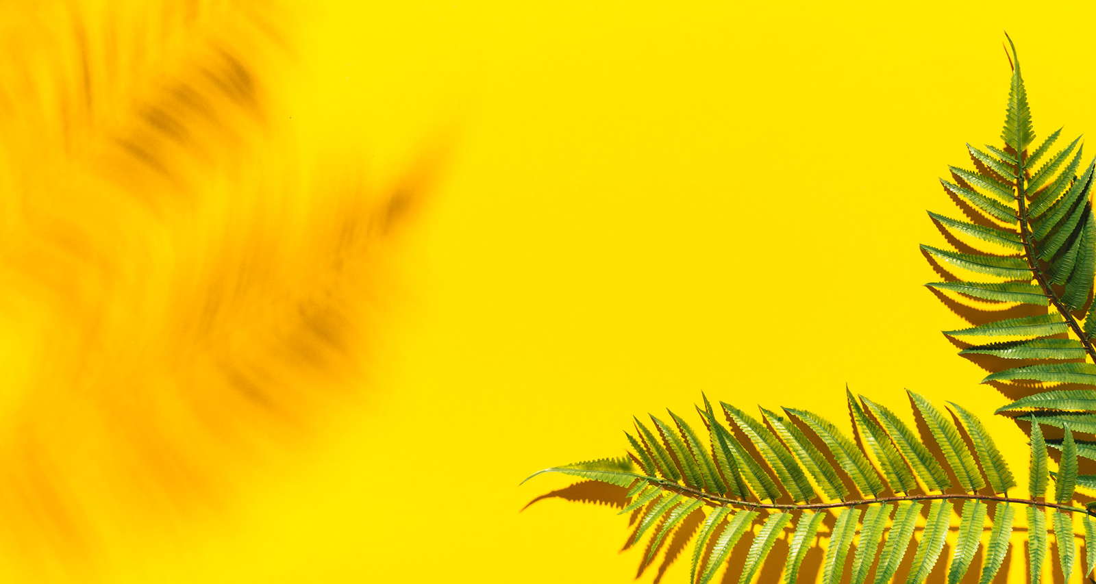 IMAGO - Images & Videos for Media, Sports & Brand.