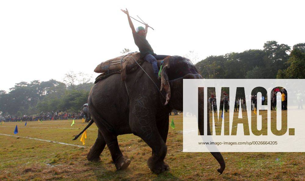 A mahout cheers after winning the Fast Walk Competition of Elephants ...