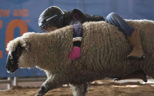 HOUSTON, A Mutton Bustin contestant holds onto a sheep during his ride ...