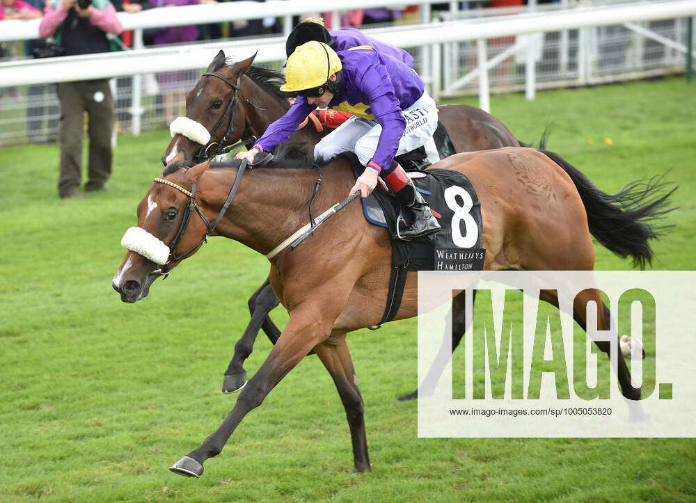 Mandatory Credit: Photo by Hugh Routledge Shutterstock Pale Mimosa wins ...