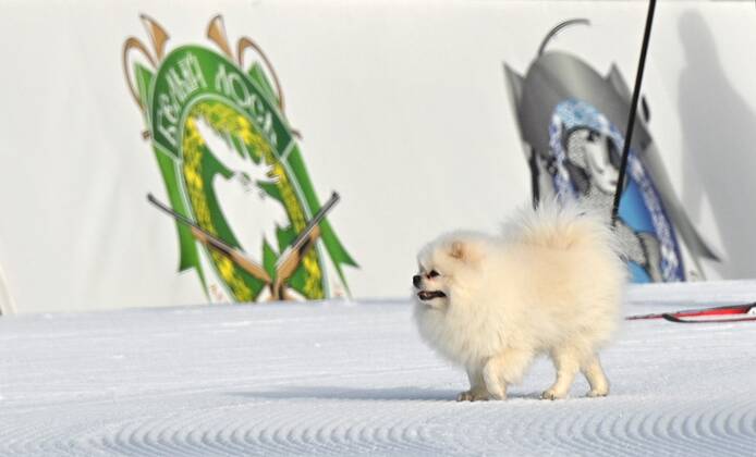 Belarus Lukashenko Skiing Competition 8133053 05.03.2022 Spitz named ...