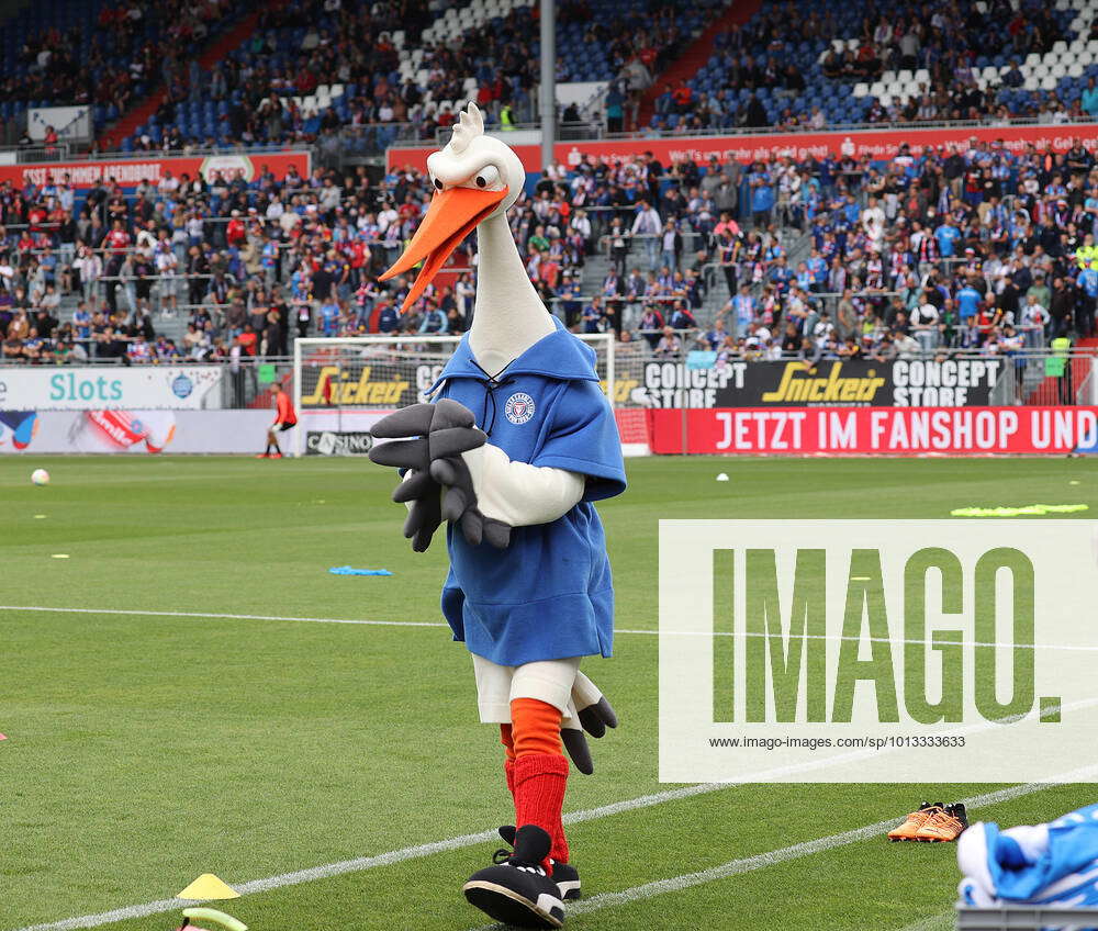 The mascot of Holstein Kiel football, men, season 2022 2023, 2 BL ...