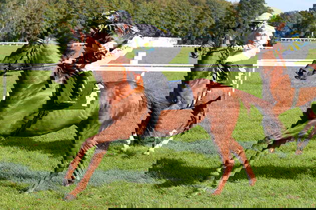 24 09 2022, Dresden, Saxony, GER Tamino with Michal Abik racecourse ...