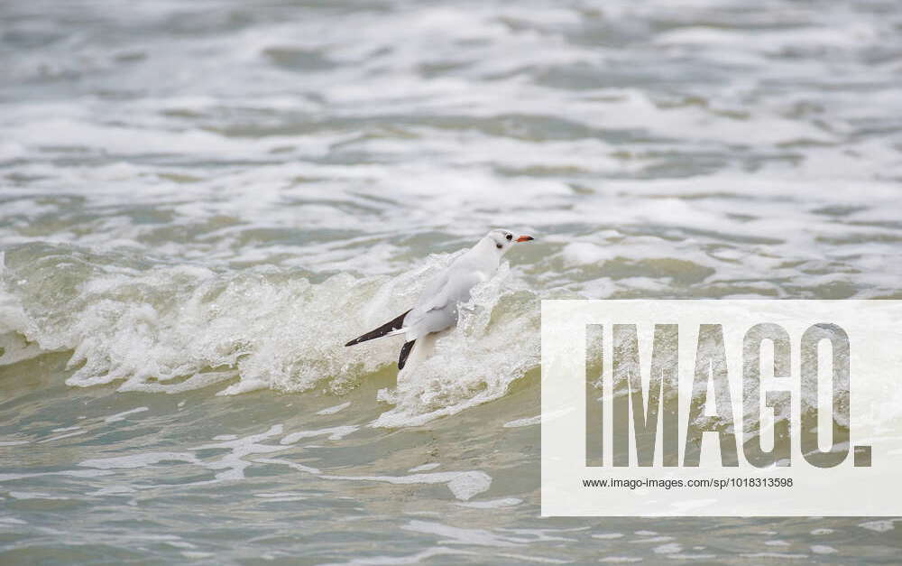 Surf Competition In Trani A seagull challenges the waves during the ...