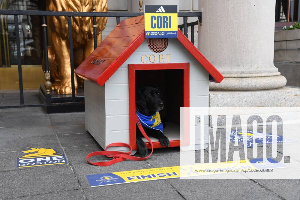 BOSTON, MA - APRIL 15: Fairmont Copley Plaza s Canine Ambassador Cori ...