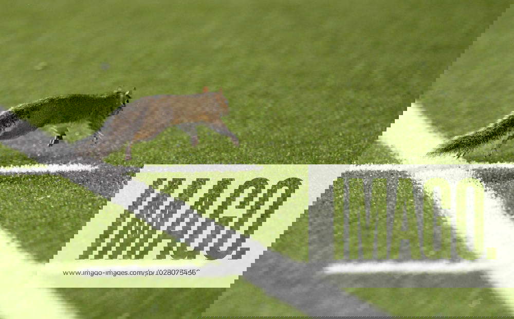 NCAA, College League, USA Football: GoDaddy Bowl-Arkansas State vs Ball ...