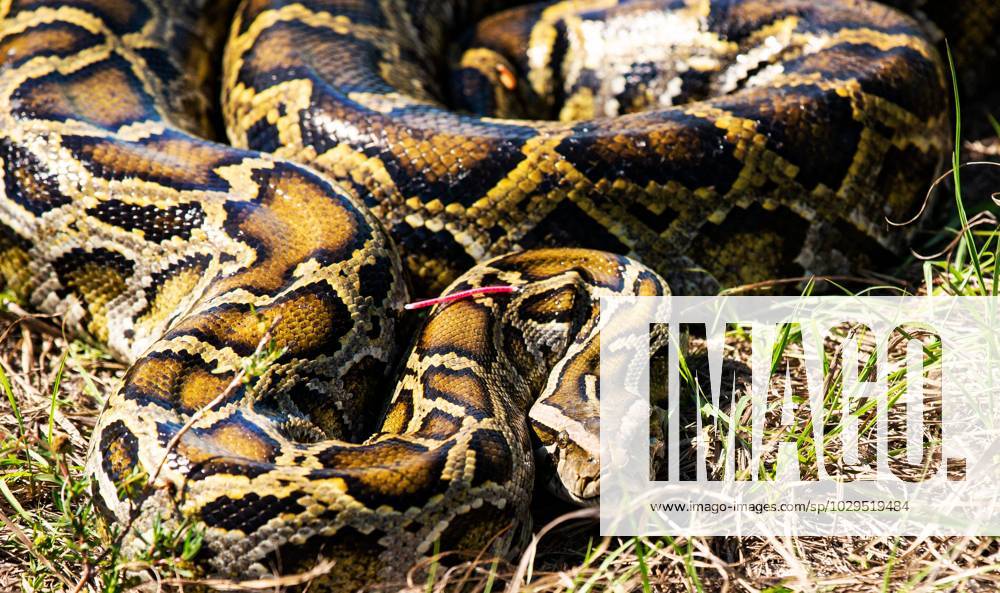 Syndication: The News-Press A male Burmese python with a radio ...
