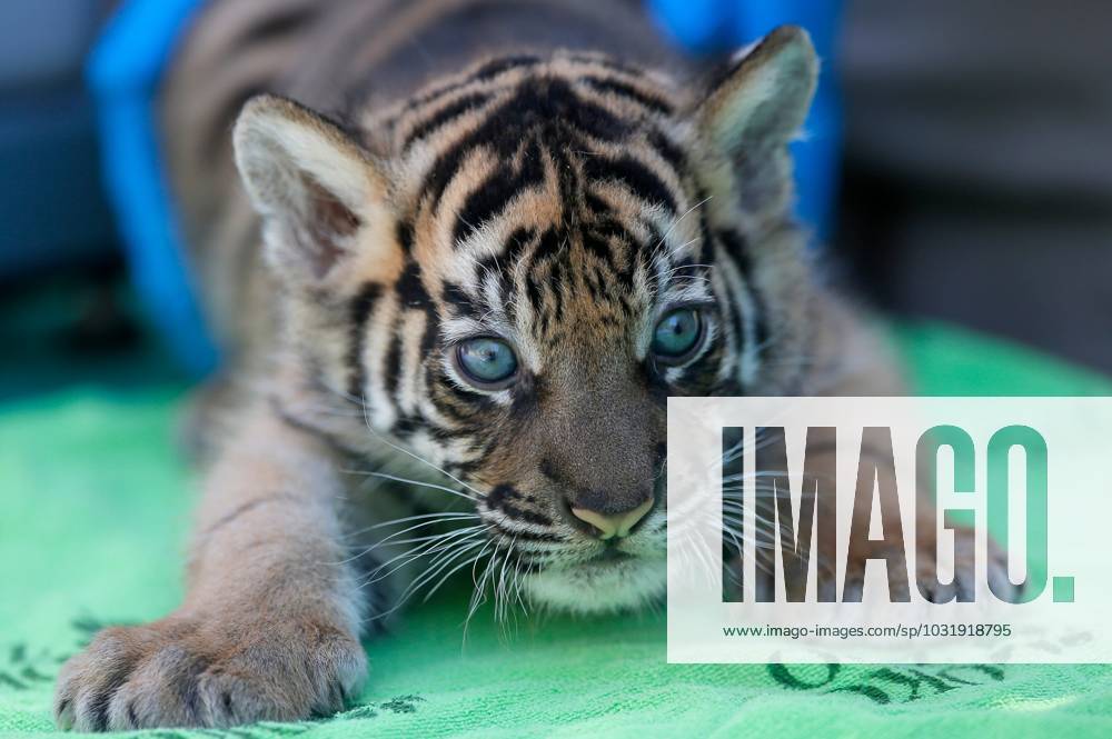 Syndication: The Oklahoman Sumatran tiger cub Bob is examined Friday ...