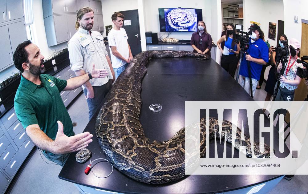 News: Largest invasive Burmese python captured June 22, 2022; Naples ...