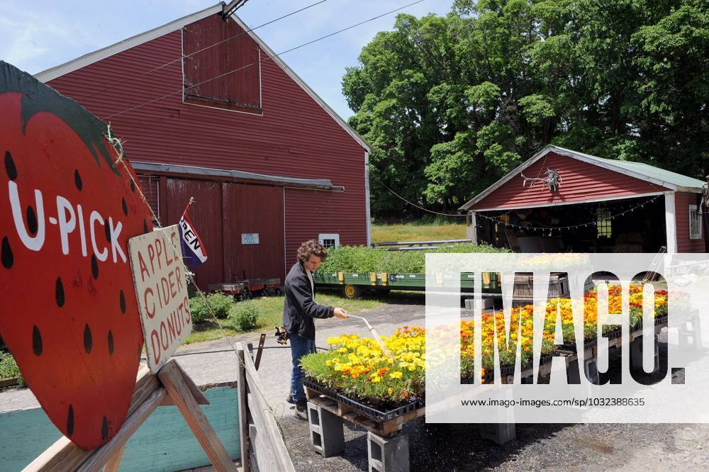 Syndication: MetroWest Daily News Thomas Swanton waters marigolds at ...