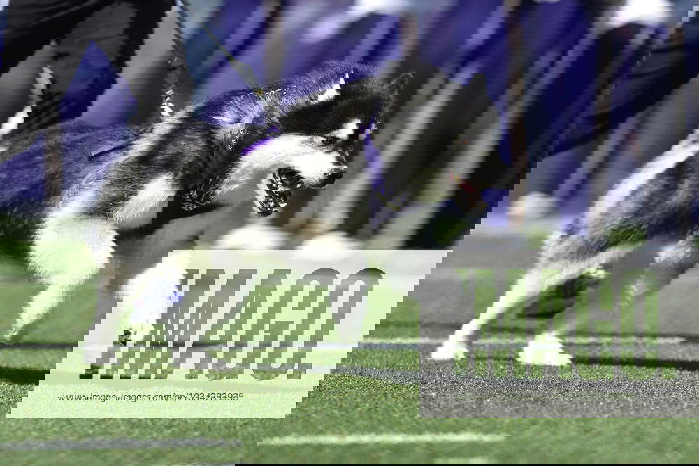 September 09, 2023: The Washington team mascot, Dubs, looks ready to go ...