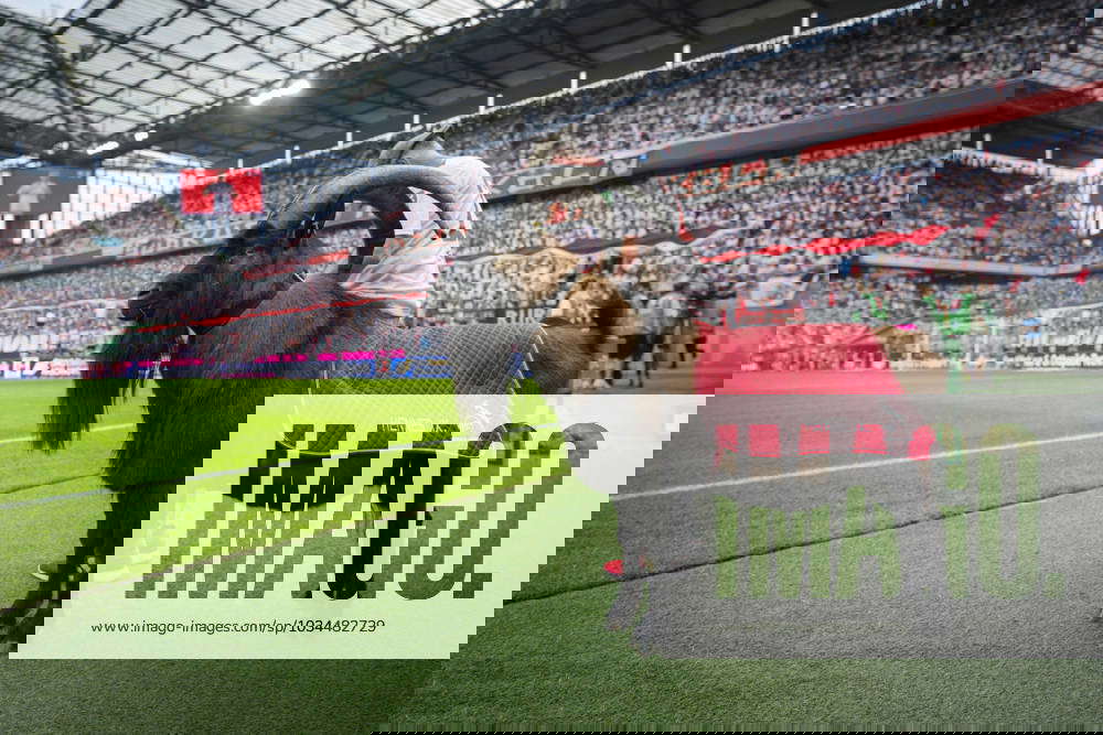 Cologne, Germany 16th Sep 2023 mascot Hennes IX 1 FC Köln TSG 1899 ...