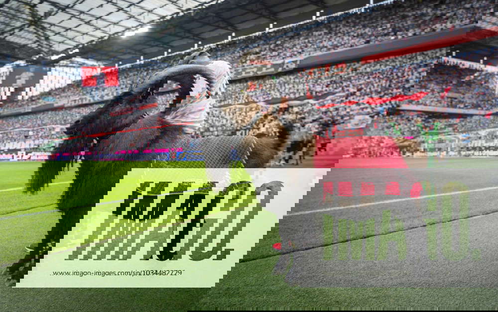 Cologne, Germany 16th Sep 2023 mascot Hennes IX 1 FC Köln TSG 1899 ...