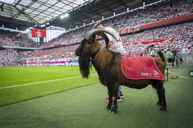 Cologne, Germany 16th Sep 2023 mascot Hennes IX 1 FC Köln TSG 1899 ...