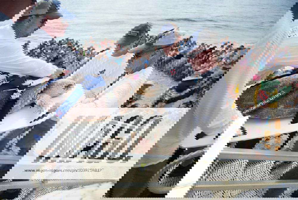 Syndication: Palm Beach Post Sea Turtle Hospital at Loggerhead ...