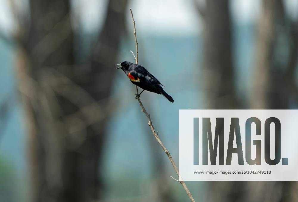 Syndication: Journal Sentinel A red wing blackbird sits on a small ...