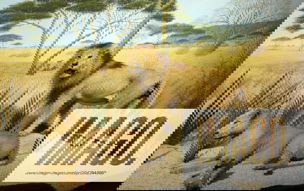 Syndication: Journal Sentinel The exhibit with Simba (upper right) the ...