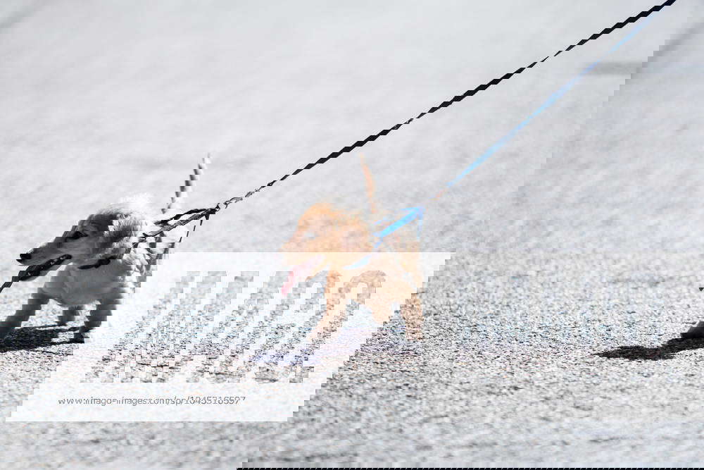 LECLERC Charles dog during the Formula 1 MSC Cruises Gran Premio del ...