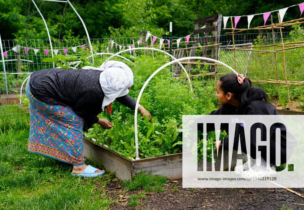 Syndication: The Enquirer Rojina Rai, 18, pulls cilantro with her ...
