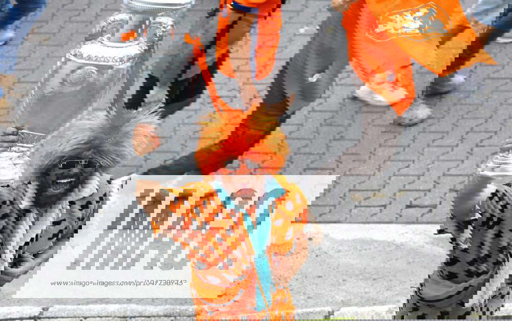 The Netherlands fan march from the city centre arrives near the stadium ...