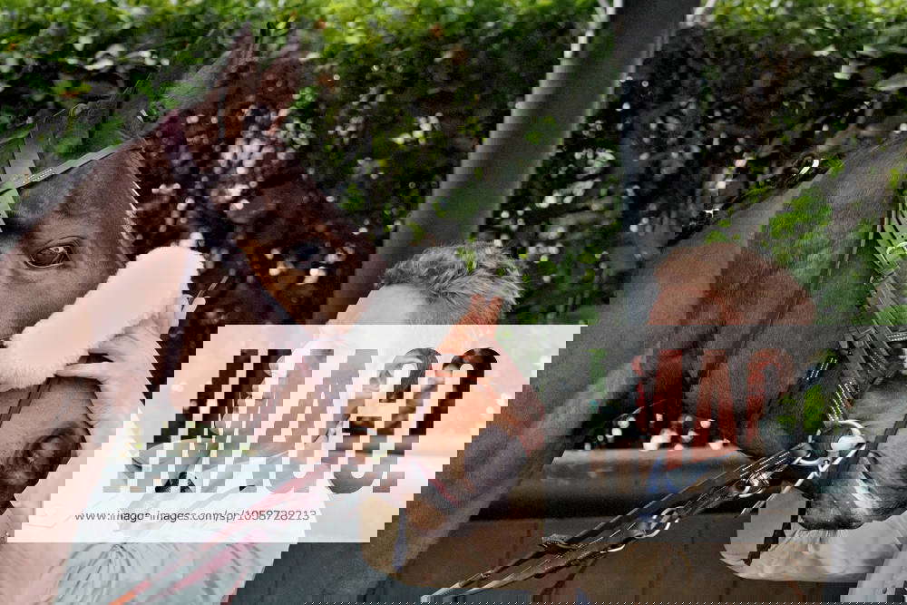 Pisa, Tuscany, ITA Portrait of trainer Davide Satalia and Kashs San ...