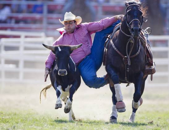 : Cowboy Seth Brockman from Wheatland, WY competes at steer wrestling ...