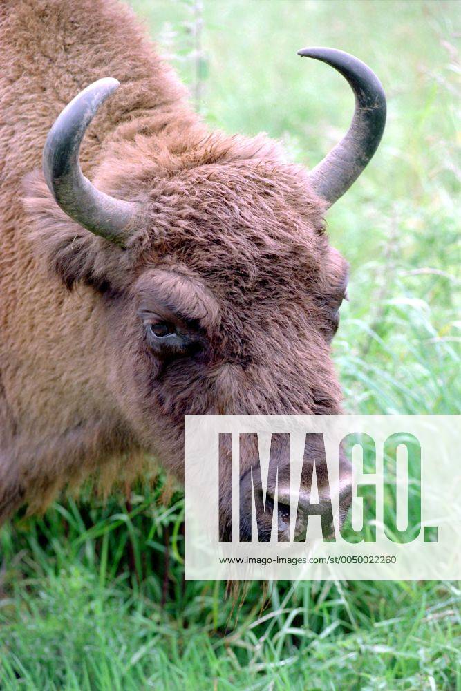 Wisent (Bison bonasus) beim äsen im Wildpark Schorfheide auf einer