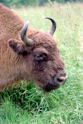 Wisent (Bison bonasus) beim äsen im Wildpark Schorfheide auf einer