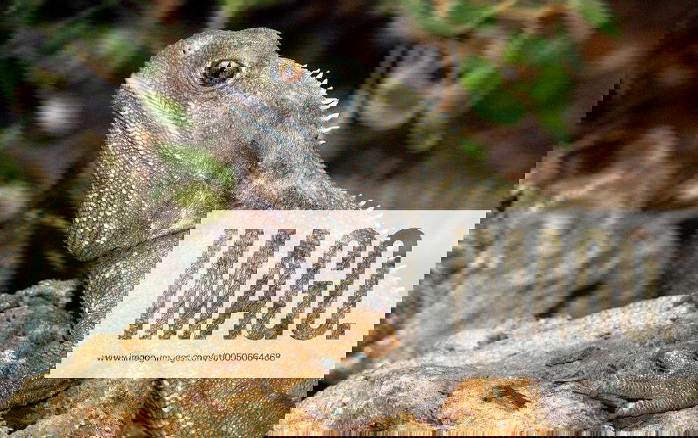 Brückenechse (Sphenodon punctatus) im Berliner