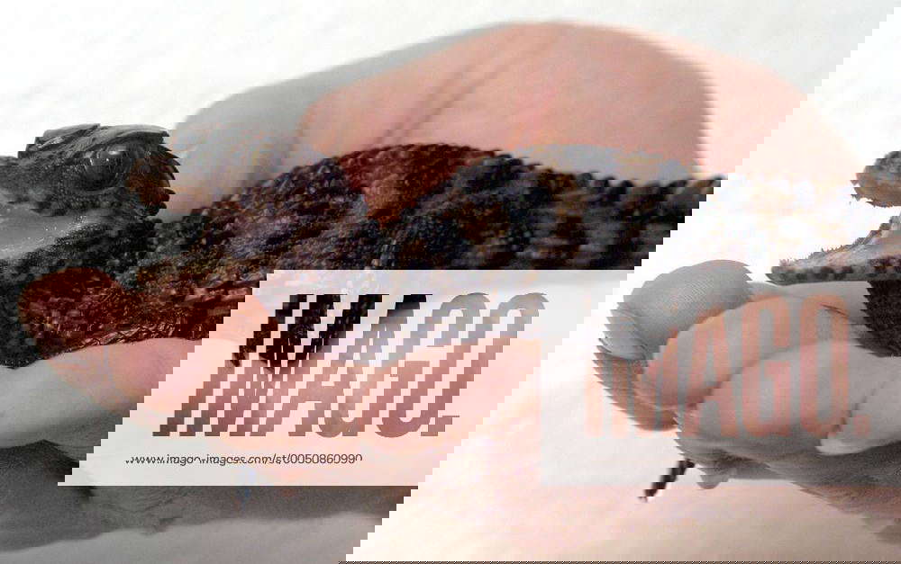 Frisch geschlüpfter Kaiman (Caiman crocodilus) des Bochumer Zoos auf einer