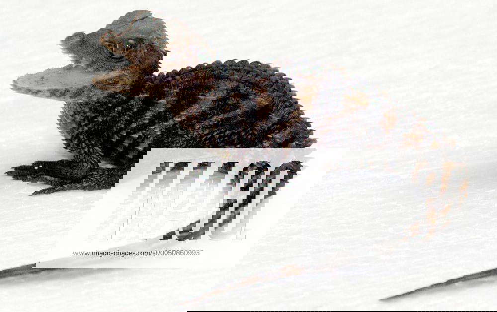 Frisch geschlüpfter Kaiman (Caiman crocodilus) des Bochumer