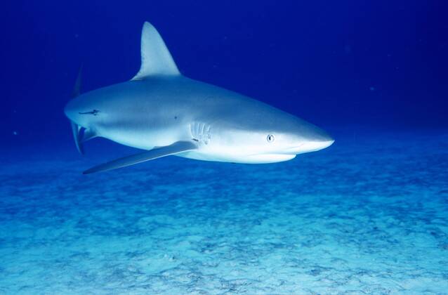 Karibischer Riffhai im Atlantik