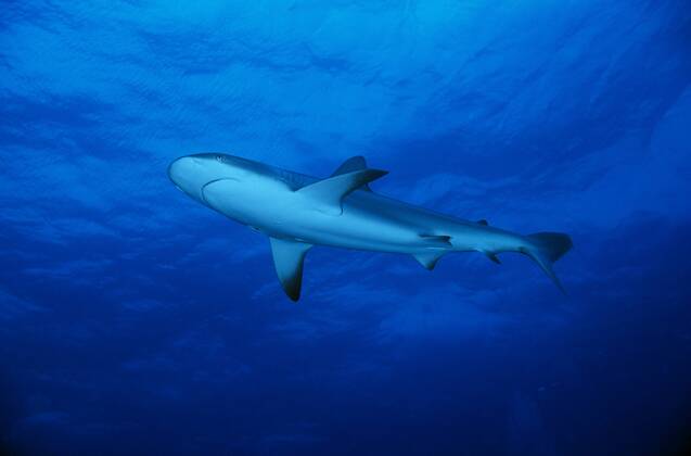 Karibischer Riffhai im Atlantik