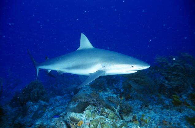 Karibischer Riffhai im Atlantik