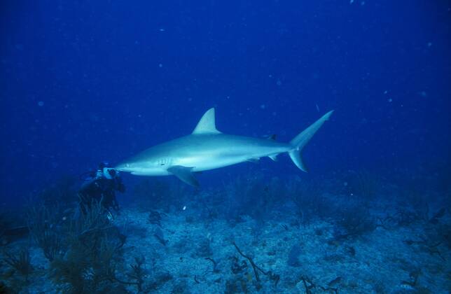 Karibischer Riffhai im Atlantik