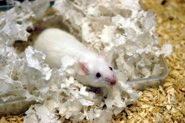Weiße Labormaus im Deutschen Institut für Ernährungsforschung