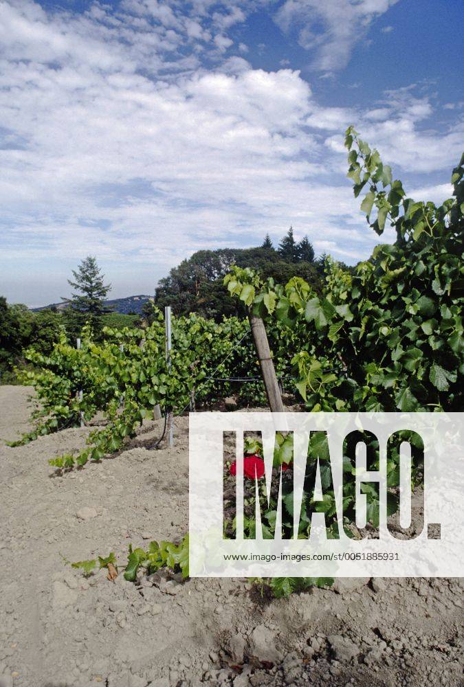 Weinreben der Winzerei - Thomas Fogarty - in den Santa Cruz Mountains in