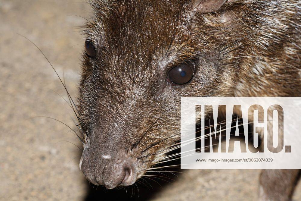 Agouti paca (Cuniculus paca