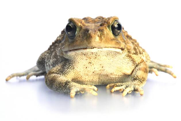 Pantherkröte (Bufo regularis) spielt sich auf