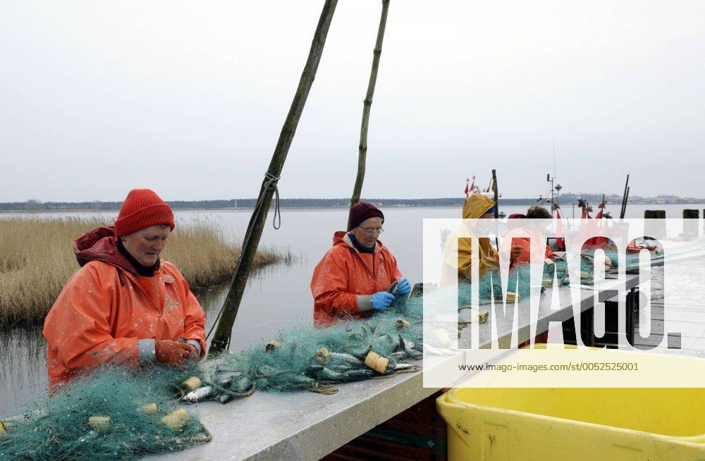 Fischer holen Heringe aus dem Netz - Fischerdorf Groß Zicker auf der ...