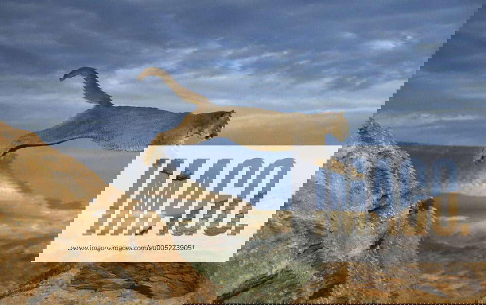 Puma (Puma concolor) auf Felsen springend - Utah