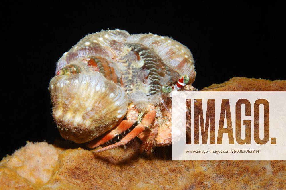 Einsiedlerkrebs (Dardanus sp.) mit geschlossenen Anemonen auf Gehäuse ...