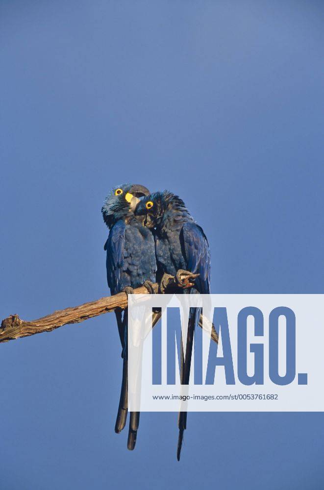 Hyazinth-Ara, Hyazinthara (Anodorhynchus hyacinthinus), Paar, Pantanal ...