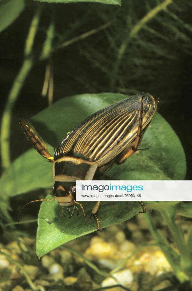Gelbrandkäfer (Dytiscus marginalis