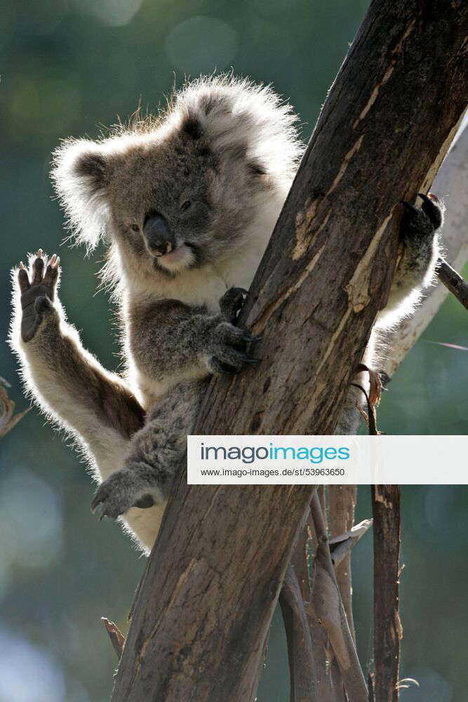 Koala, Koalabaer, Koala-Baer, Beutelbaer (Phascolarctos cinereus), sich ...