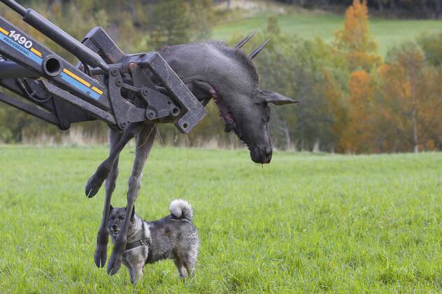 Europaeischer Elch, erlegtes und an den Dachbalken einer Garage ...