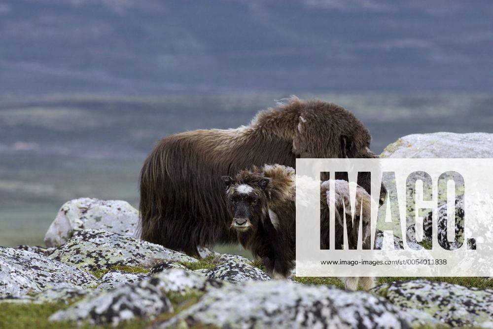 Moschusochse, Moschus-Ochse, Kuh mit Kalb, Norwegen, Dovrefjell ...