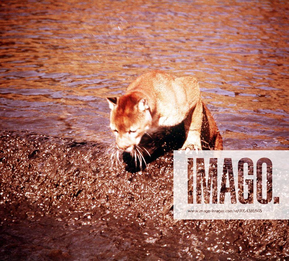 Walt Disney - Der einsame Puma (1967) Ein Forstarbeiter nimmt ein ...