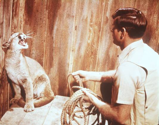 Walt Disney - Der einsame Puma (1967) Ein Forstarbeiter nimmt ein ...