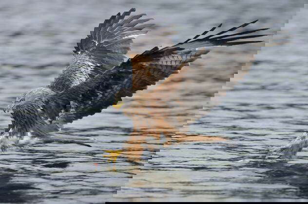Milvus milvus, Roter Milan, Rotmilan, Red Kite, - McPHOTO